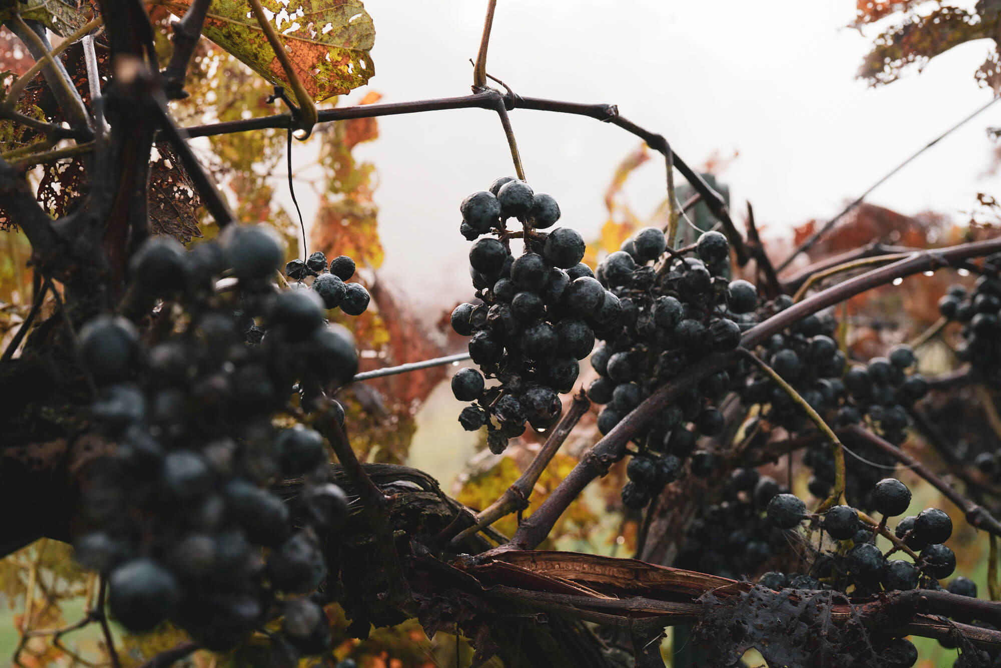 Hermann Missouri Official Visitor Information